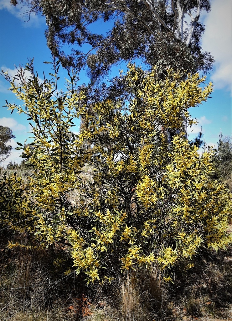 Longleaf Wattle from Wallerawang NSW 2845, Australia on September 15 ...