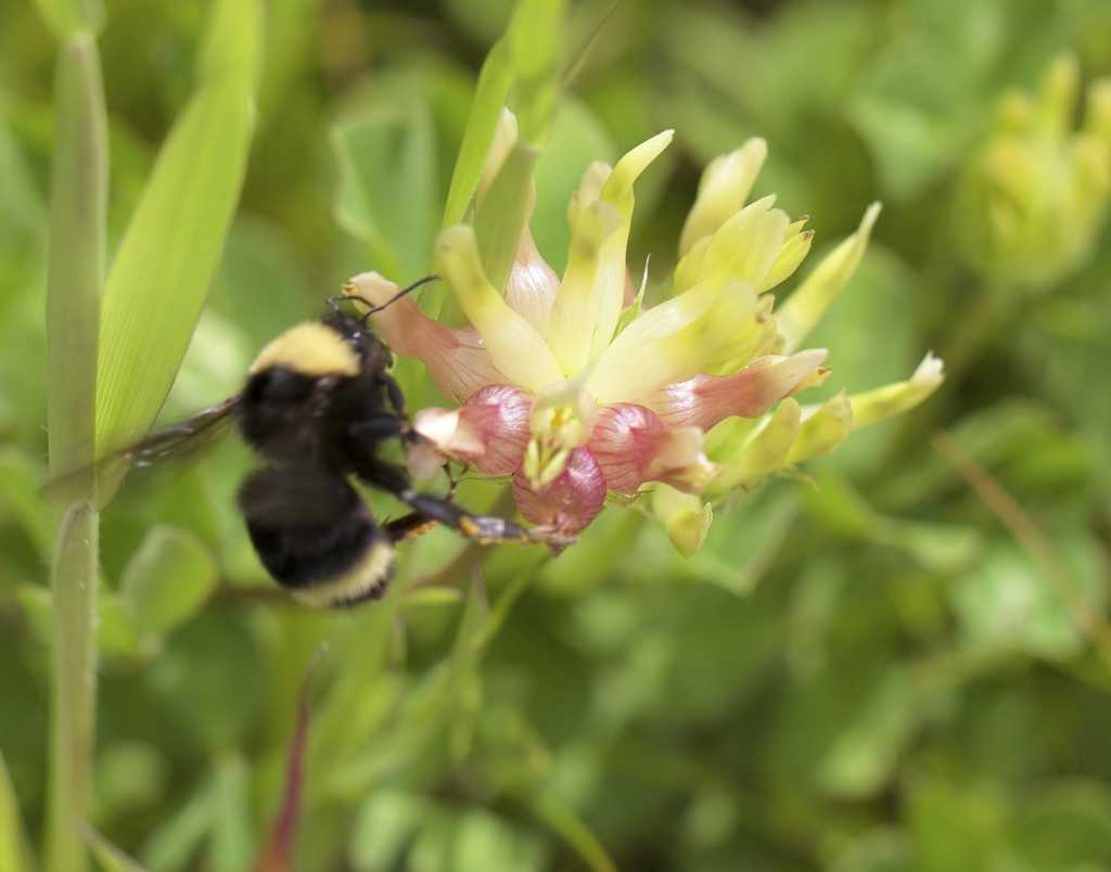 California Bumble Bee (Mount Rainier National Park Pollinator Guide 🐝 🦋 ...