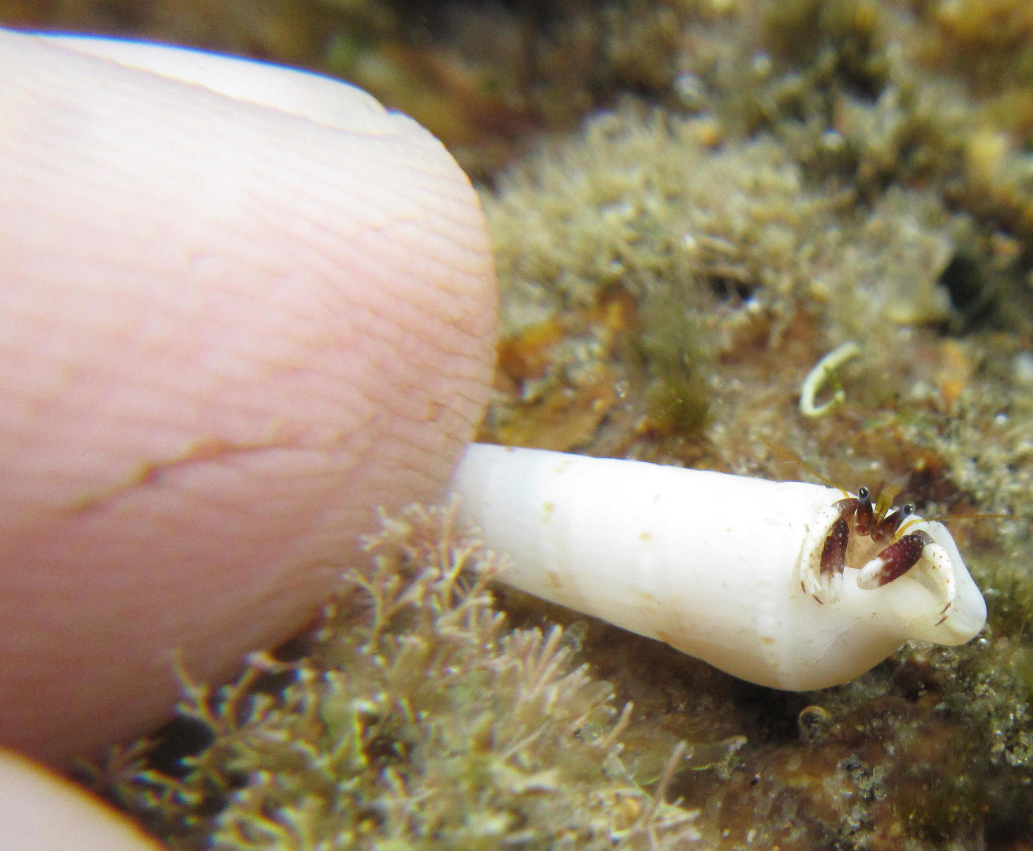 Calcinus morgani Rahayu & Forest, 1999