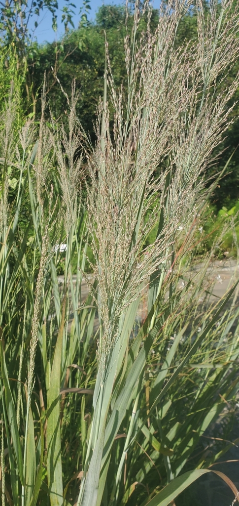 switchgrass from Colonial Acres, Memphis, TN 38117, USA on August 27 ...