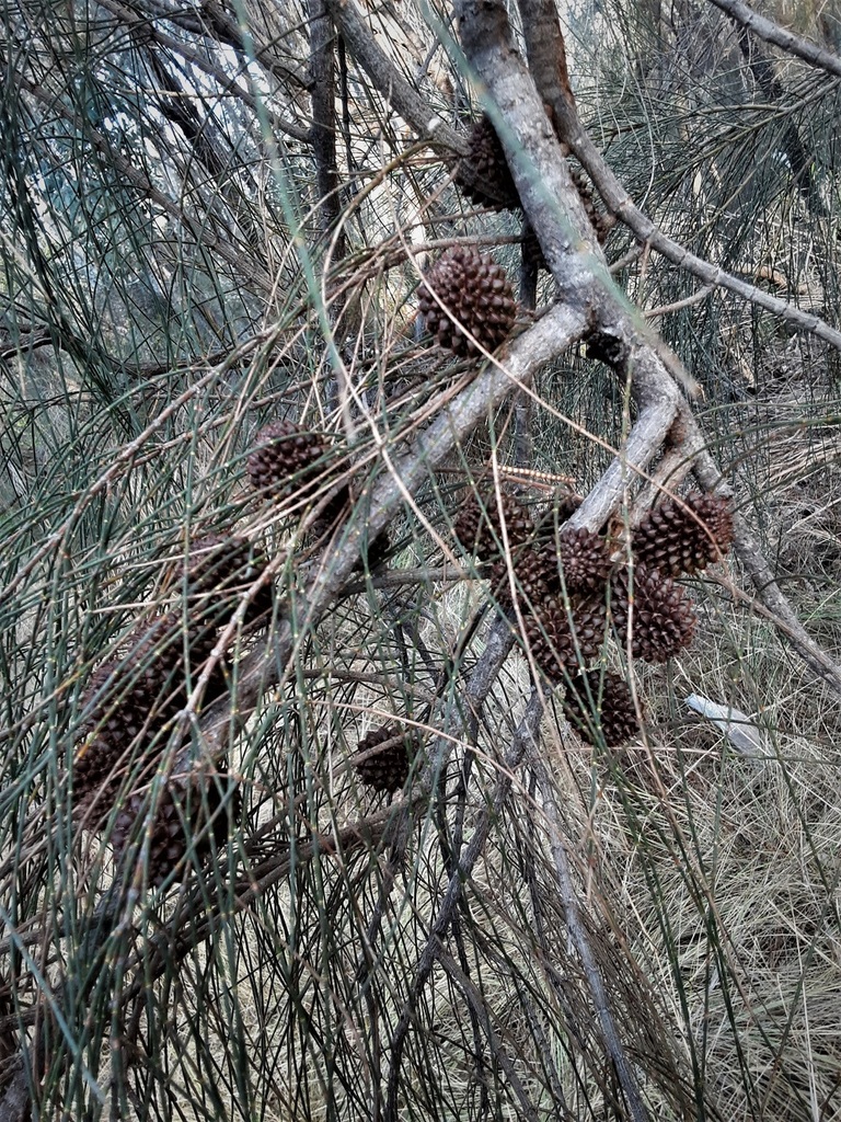 Drooping She-oak from Glen Davis NSW 2846, Australia on September 15 ...