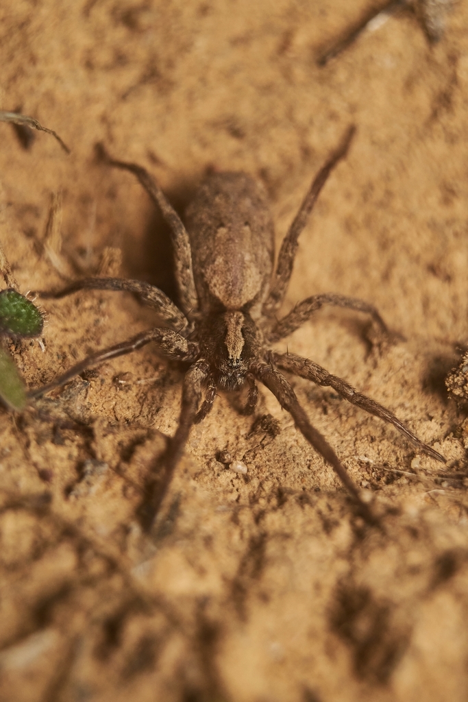 Desert Wolf Spiders from San Vicente, O'Higgins, Chile on February 19 ...