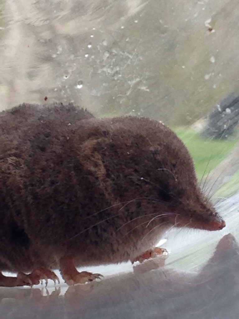 Dusky Shrew from 3100–3198 2nd Ave, Queen Charlotte, BC, CA on April 18 ...