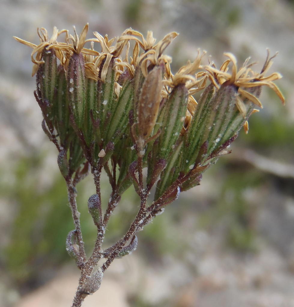 (Corymbium africanum africanum) - Botanical Realm