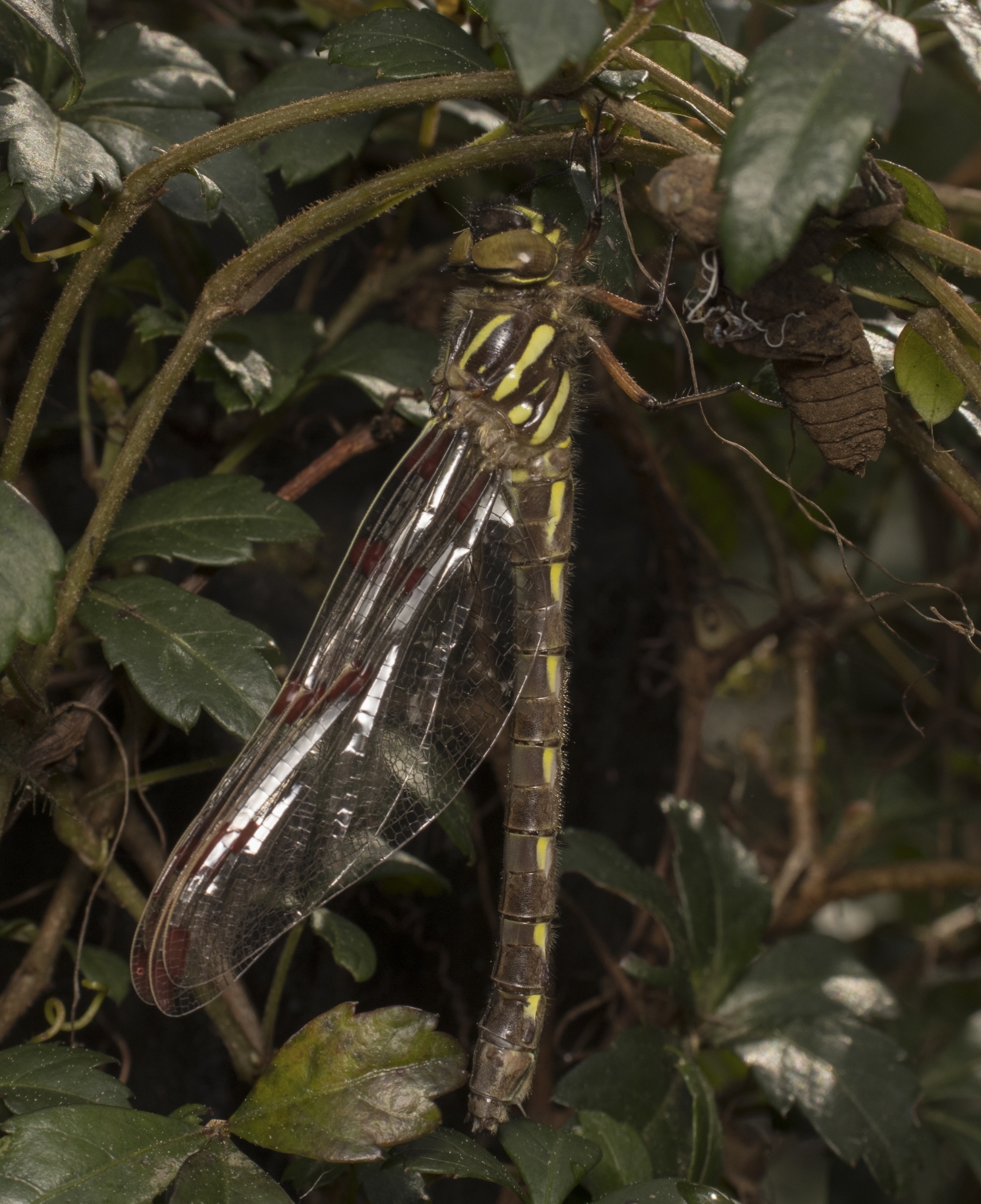 Austropetaliidae