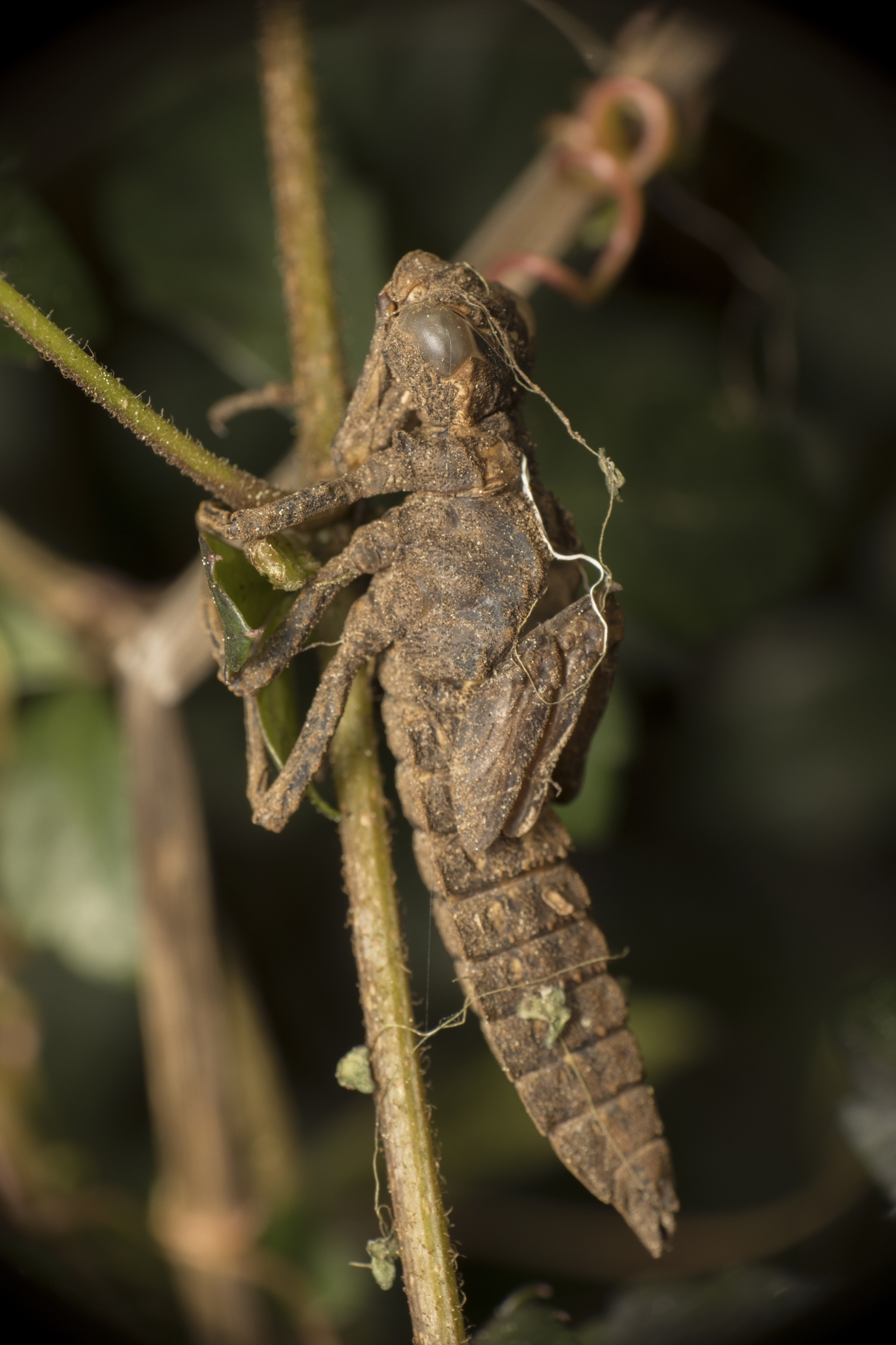 Austropetaliidae