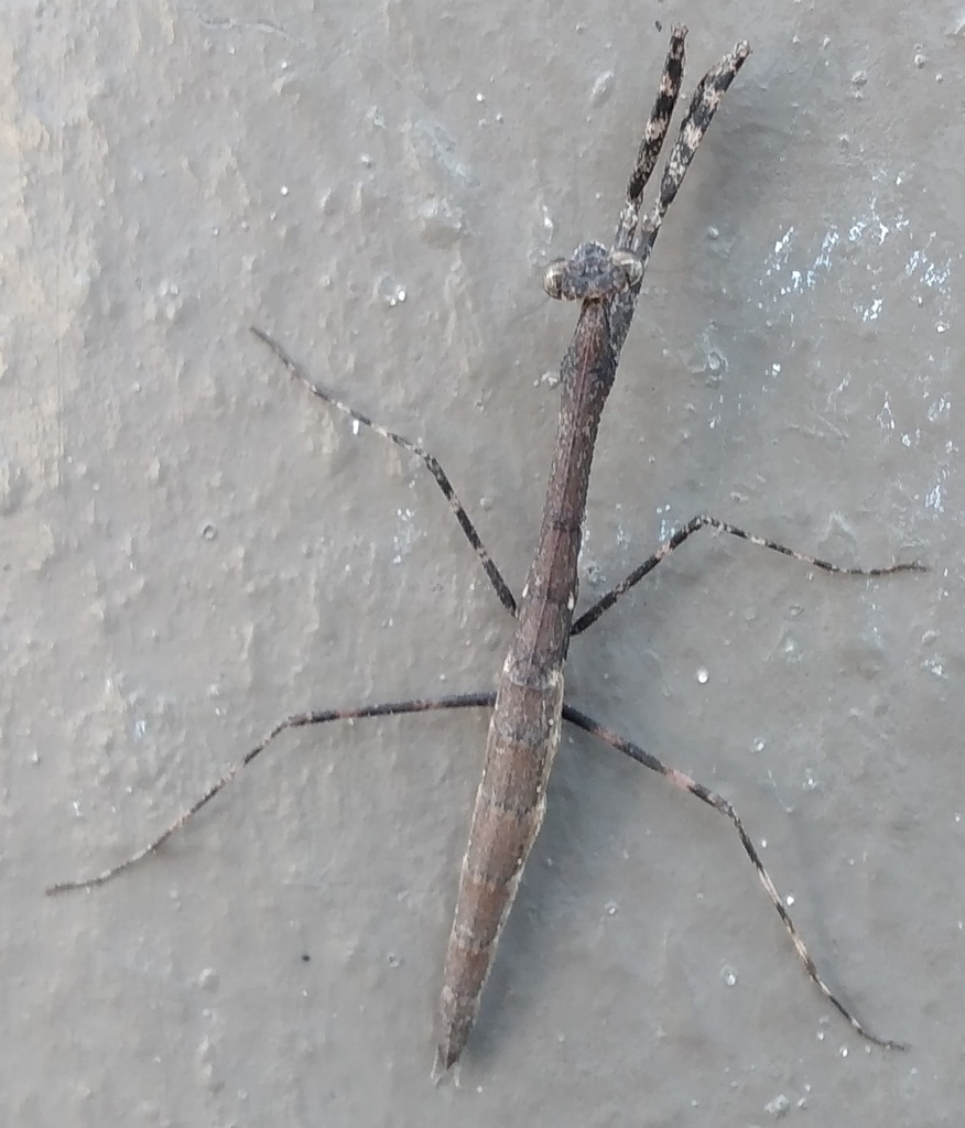 Musonia remota in September 2021 by Jaskeen Paniagua · iNaturalist