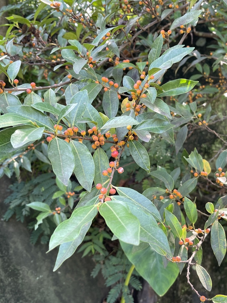 Ficus ampelos from 大湖街131巷, TW on September 16, 2021 at 10:10 AM by ...