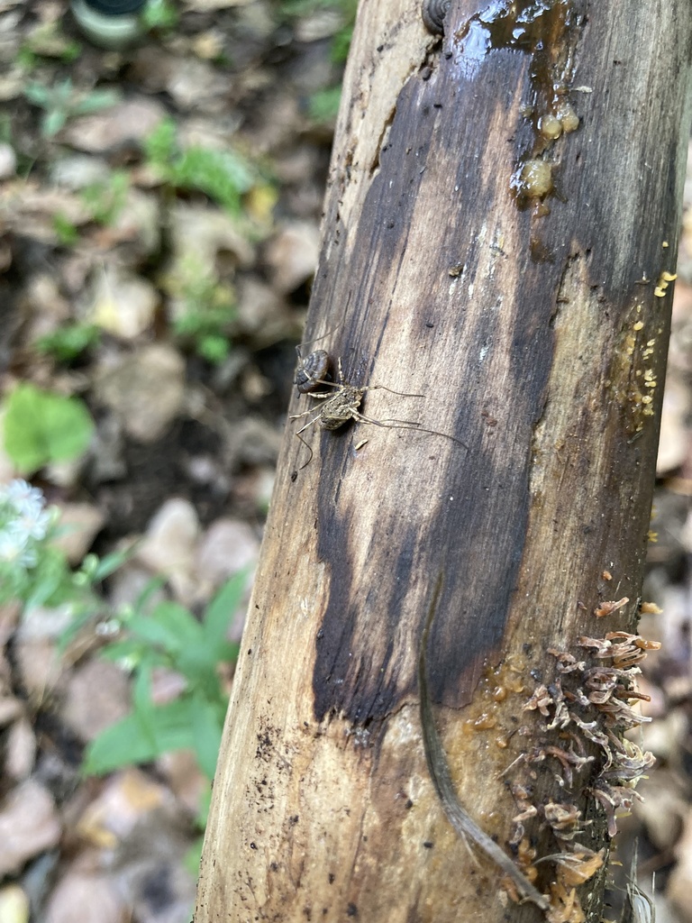 Oligolophus tridens from Park of Mount Royal, Montréal, QC, CA on ...