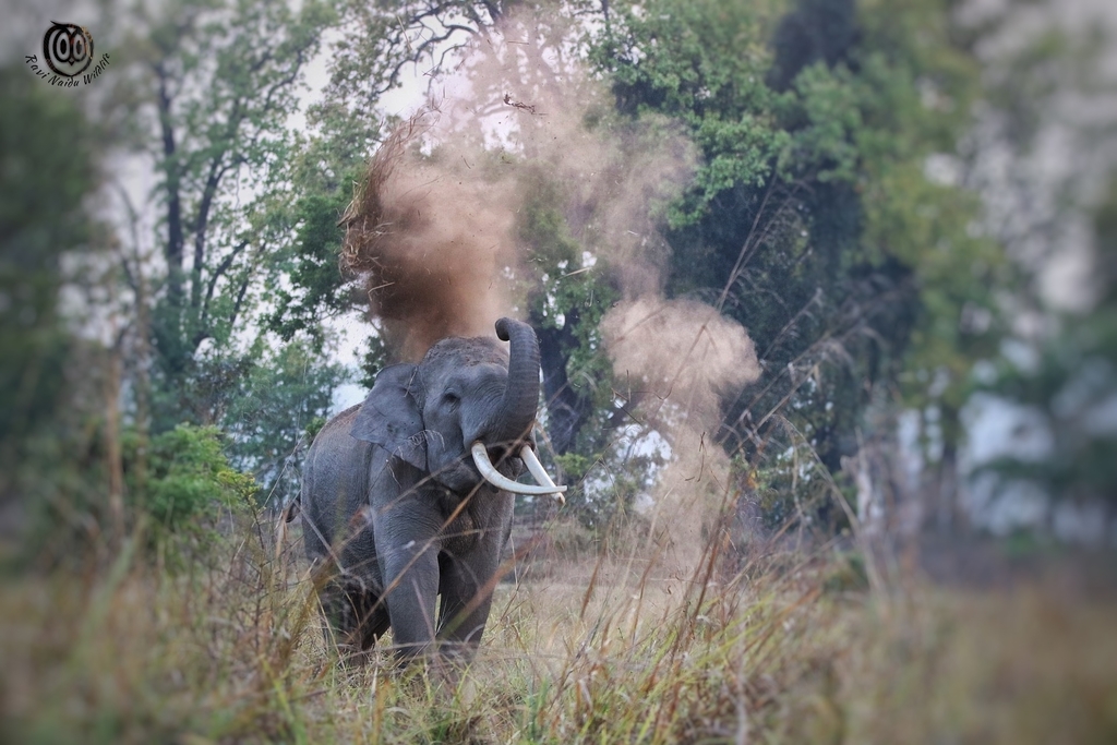 Proboscideans (Proboscidea) - Know Your Mammals