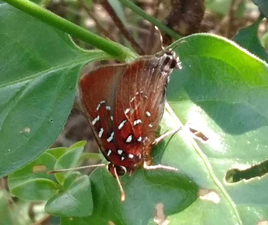 Brangas Hübner, 1819