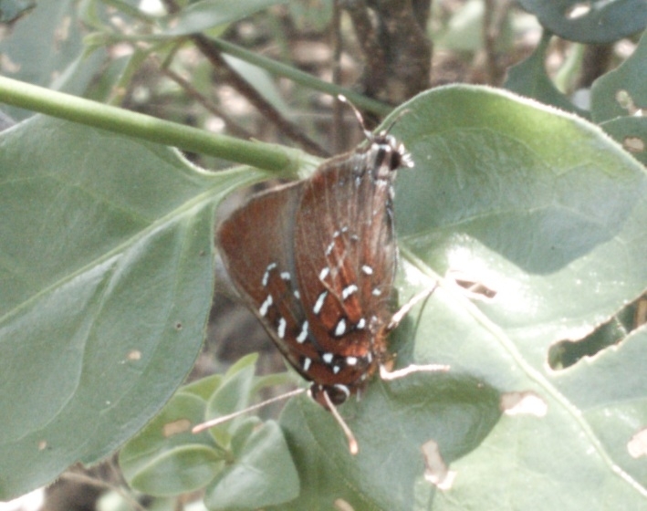 Brangas Hübner, 1819