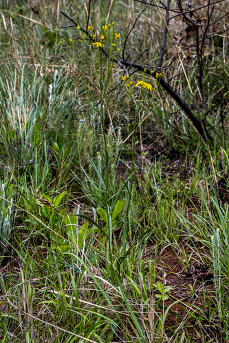 Grass Stagger's Weed (Senecio retrorsus) · iNaturalist