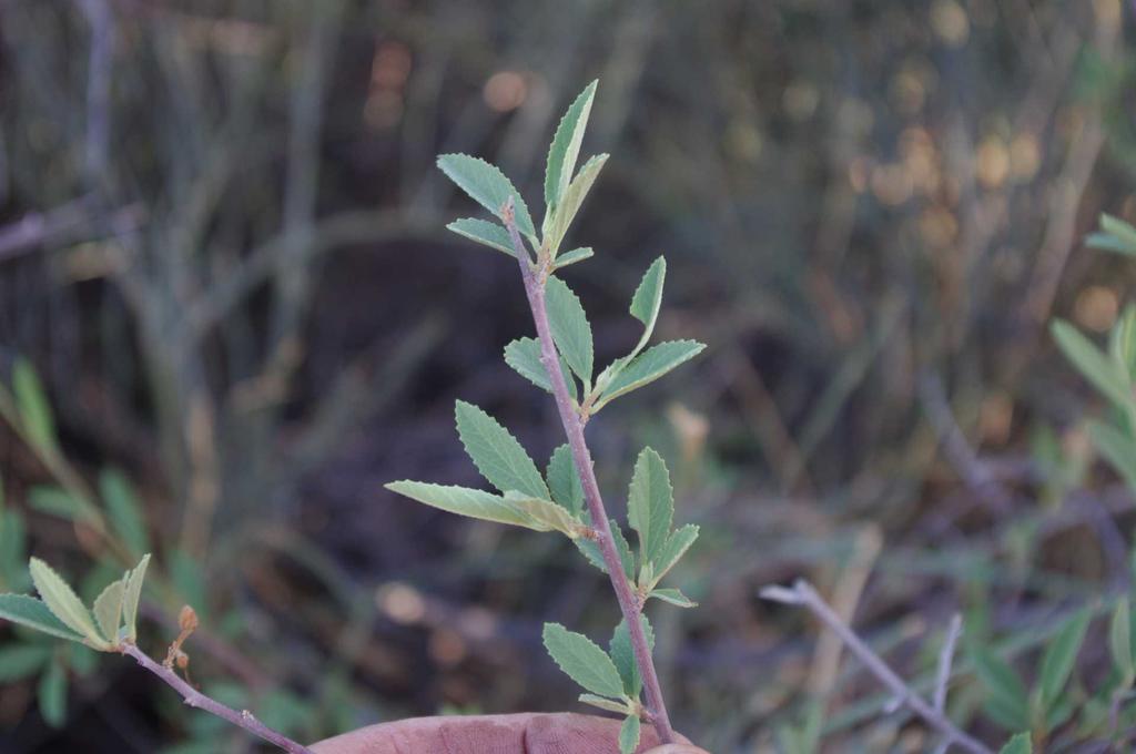 Velvet Raisin from Farm Kyffhäuser, Maltahöhe, Namibia on April 3, 2015 ...