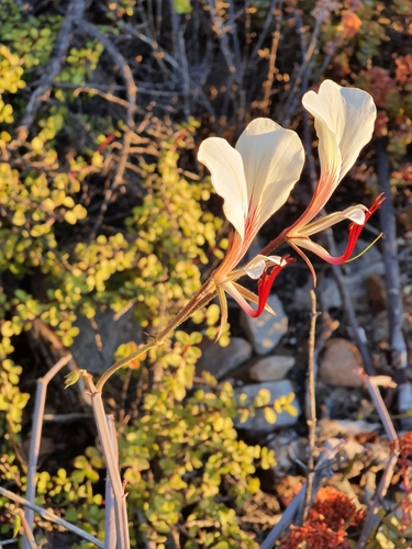 Photo 157740115, (c) Domitilla Raimondo, some rights reserved (CC BY-NC ...