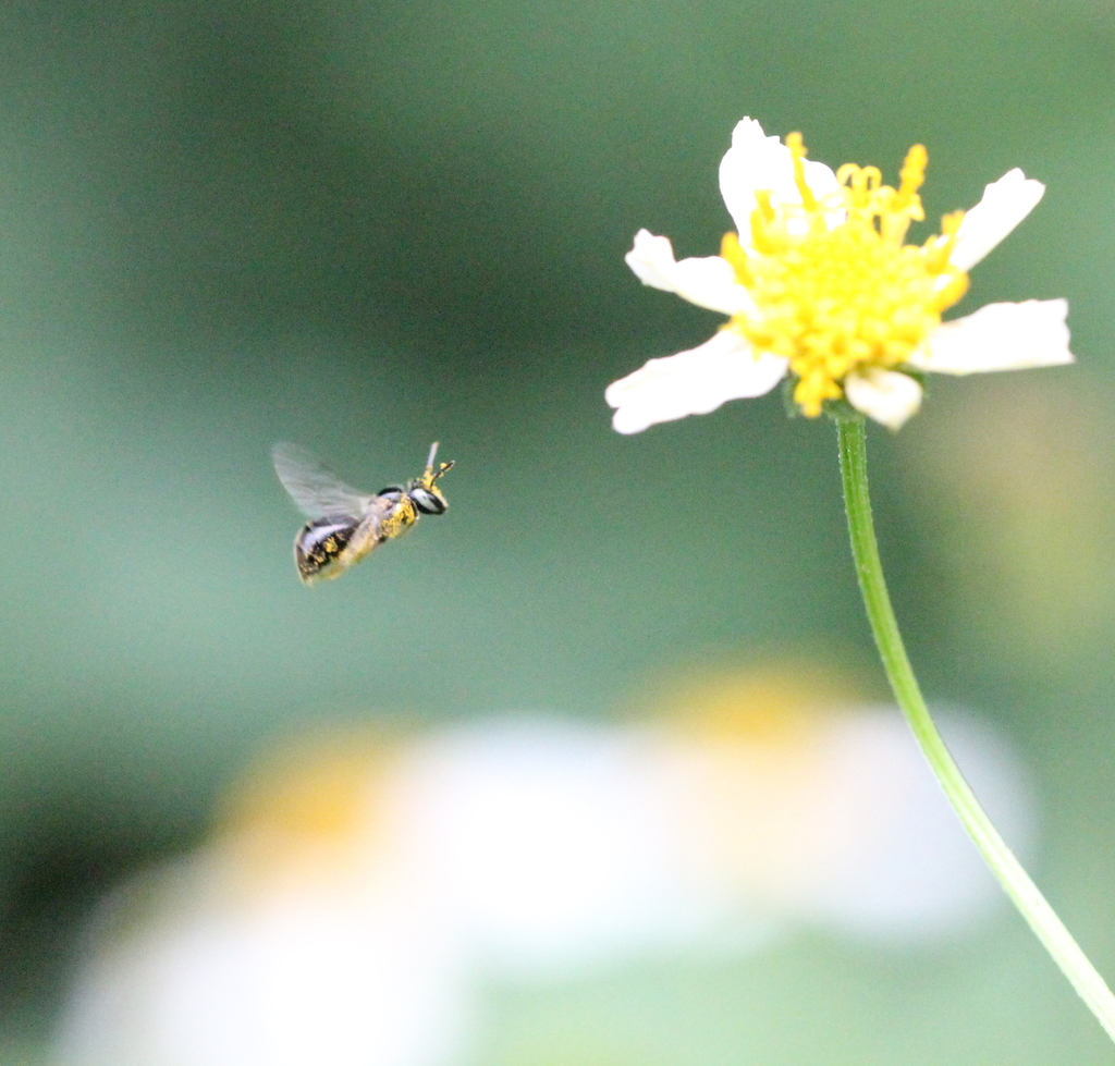 Black Reed Bees from Hok Tau Reservoir 鶴藪水塘 on September 15, 2021 at 10 ...