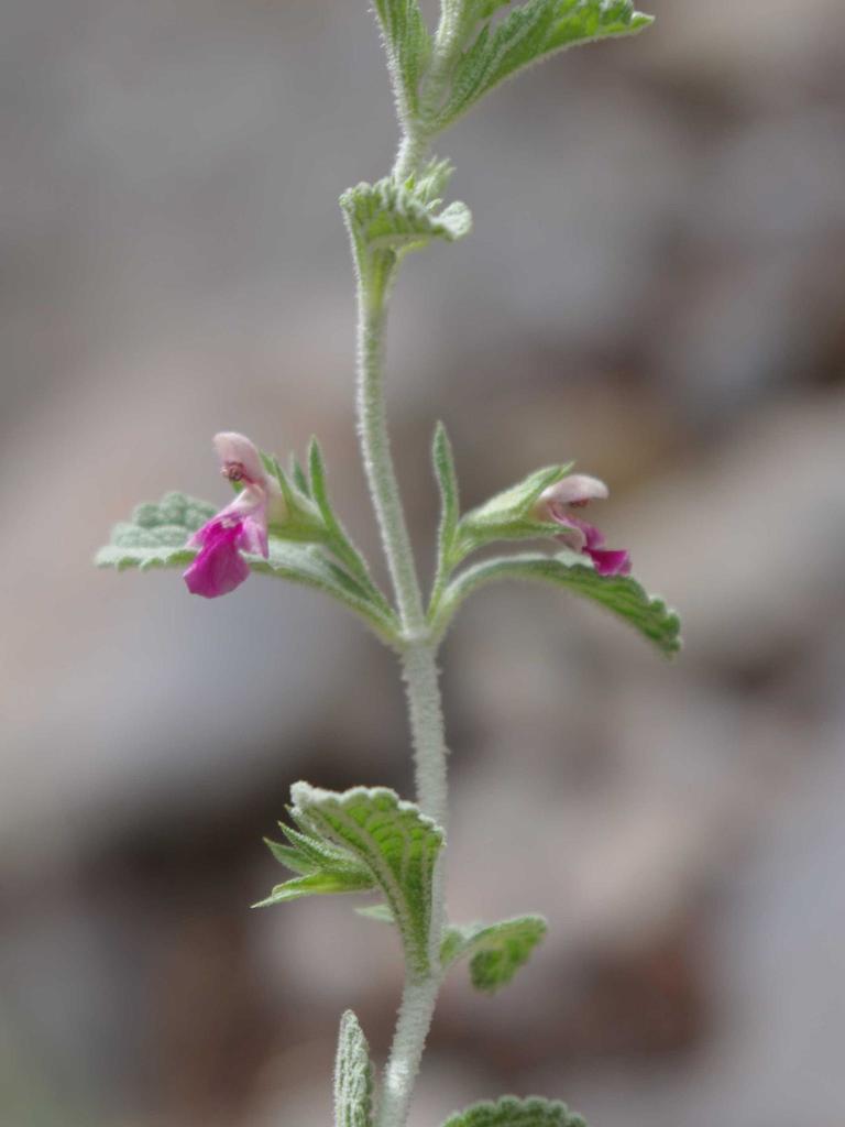 Namibian Woundwort from Naukluft on April 2, 2015 by Alex Dreyer. Stachys dinteri · iNaturalist