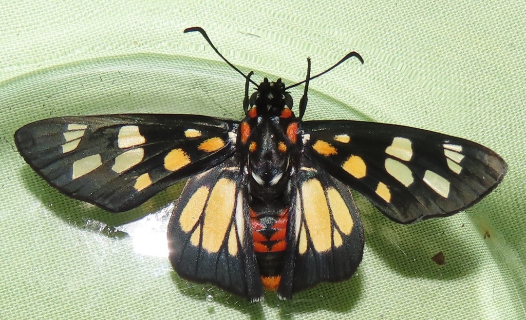 Paradise Skipper from St Lucia 1 on September 16, 2021 by magdastlucia ...