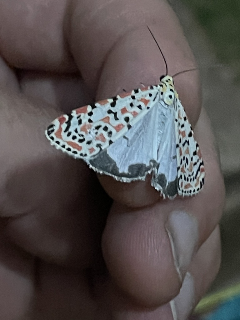 Crimson-speckled Flunkey from Balaka, Southern Region, MW on September ...