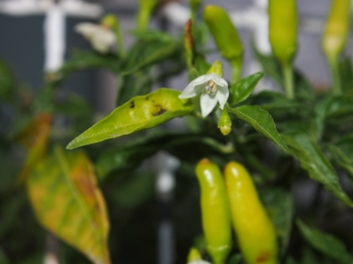 cone peppers (Variety Capsicum annuum conoides) · iNaturalist United ...