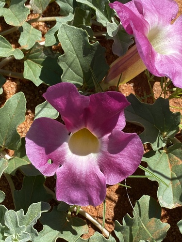 Harpagophytum Procumbens