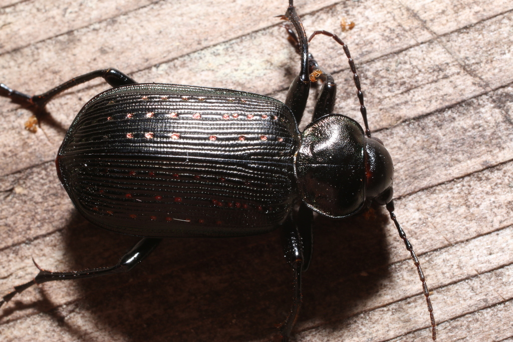 Black Caterpillar Hunter from California, MD, USA on September 16, 2021 ...