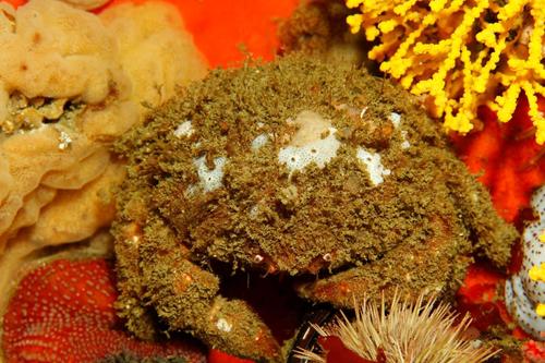 Sumo Crab (Dromidia aegibotus) · iNaturalist