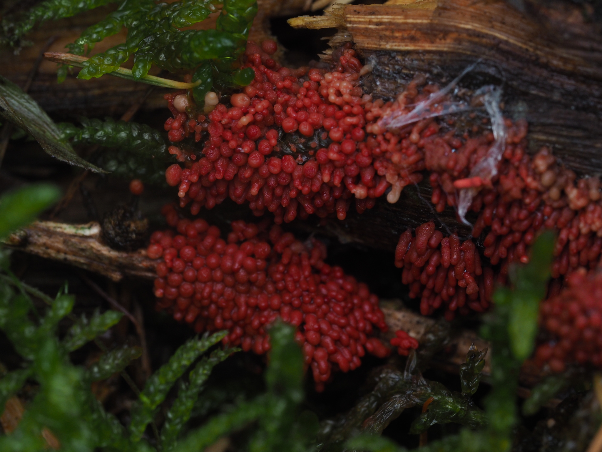 Lycogala conicum Pers., 1801