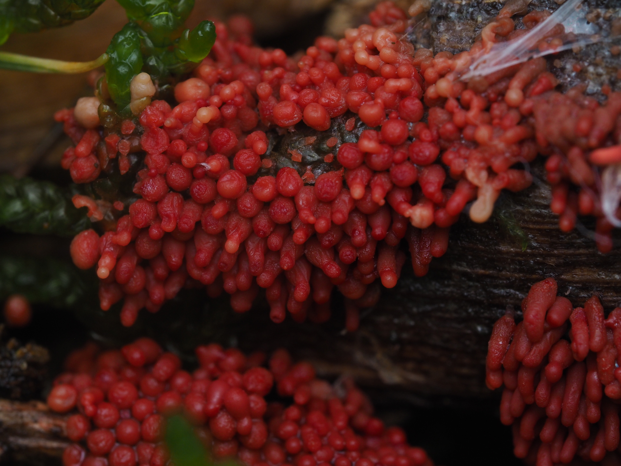 Lycogala conicum Pers., 1801