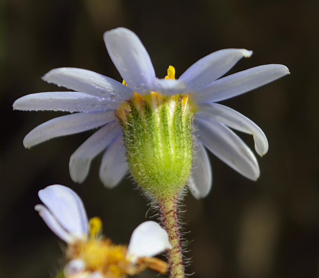 African Felicia (Plants of the Tygerberg Nature Reserve) · iNaturalist