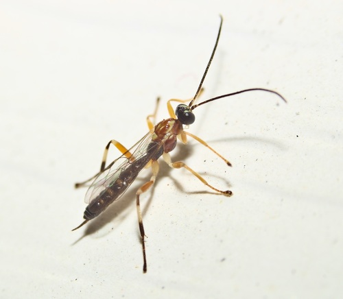 Genus Zatypota · iNaturalist