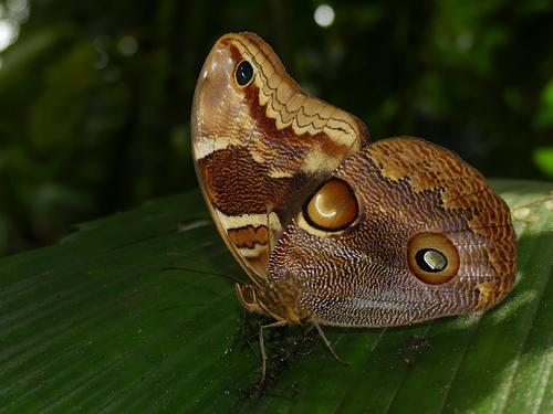 Subspecies Catoblepia orgetorix magnalis · iNaturalist