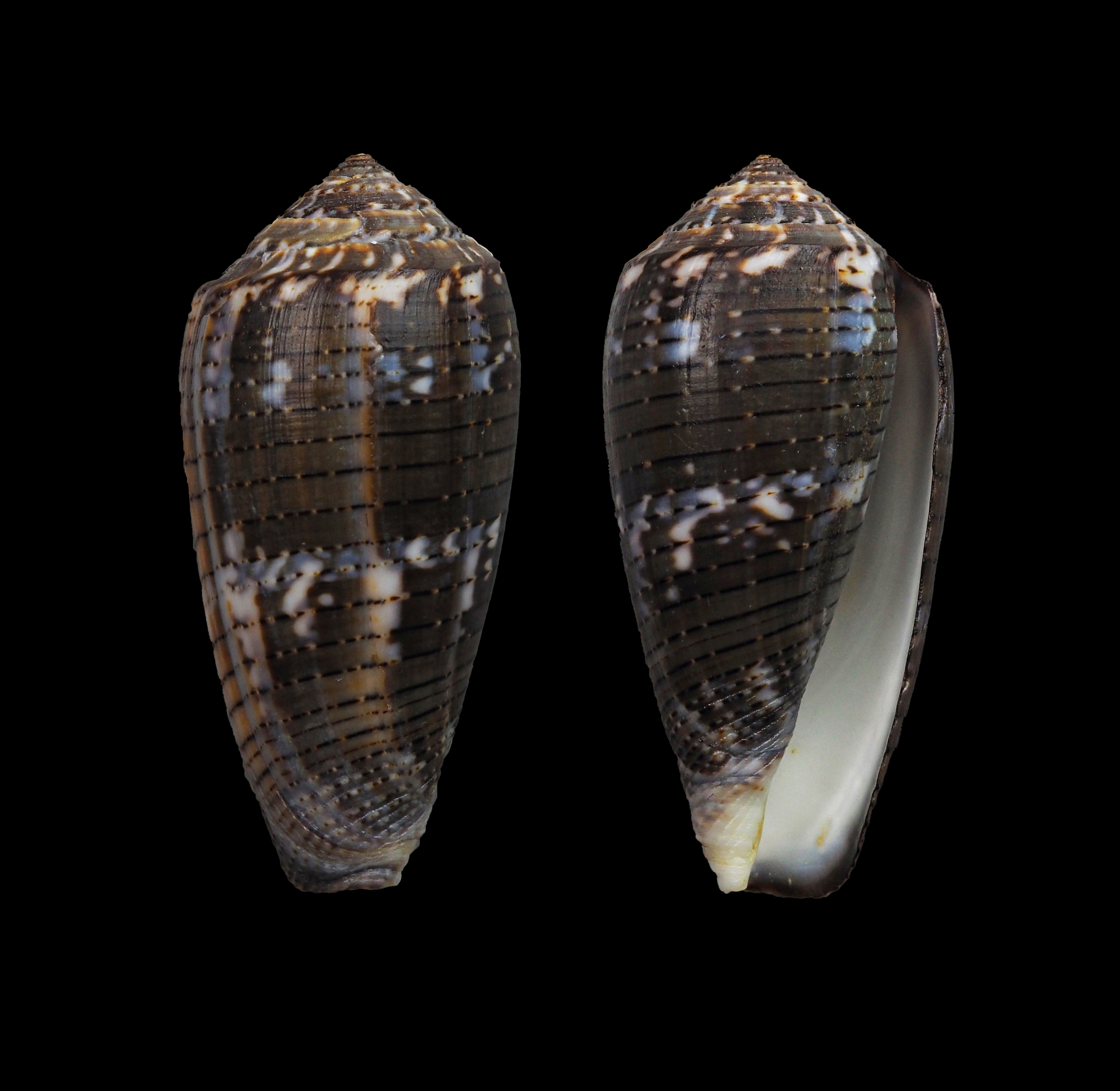 Conus achatinus Gmelin, 1791