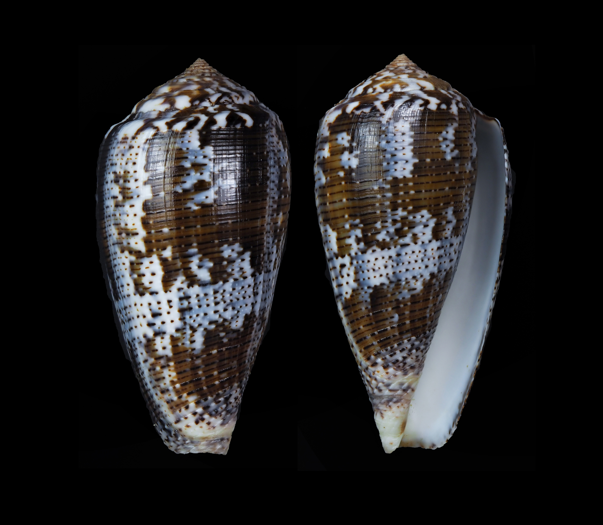 Conus achatinus Gmelin, 1791