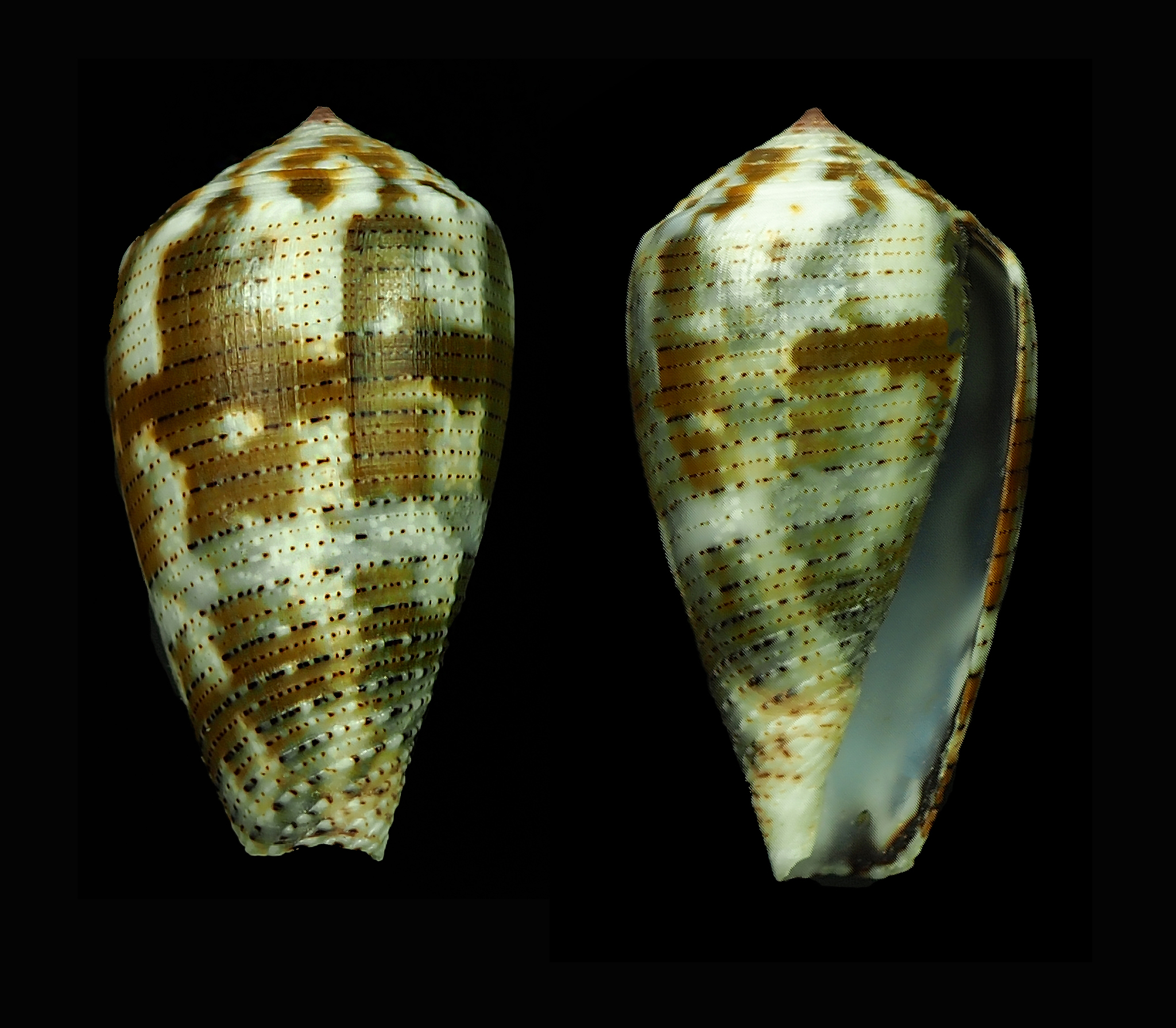 Conus achatinus Gmelin, 1791