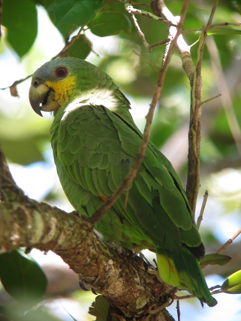 (Amazona amazonica amazonica) - Avian Discovery