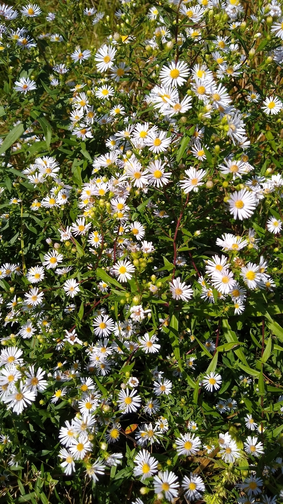shining aster from Iowa County, US-WI, US on September 16, 2021 at 01: ...