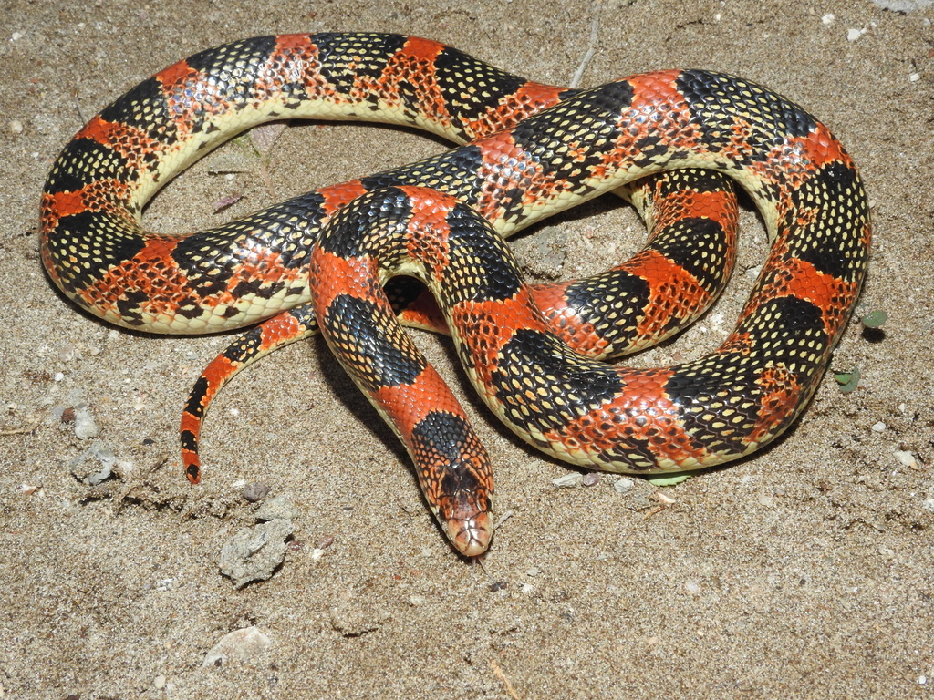 Isla Cerralvo Long-nosed Snake from Jacques Cousteau Island, BCS, MX on ...