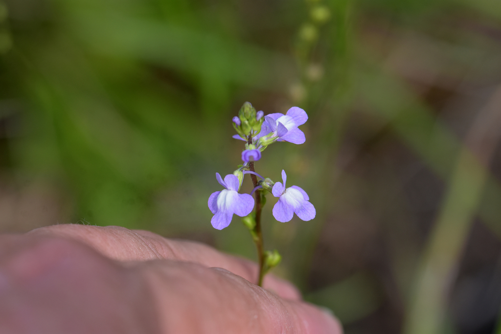 blue toadflax from Powell Marsh on August 25, 2021 at 12:52 PM by Mark ...