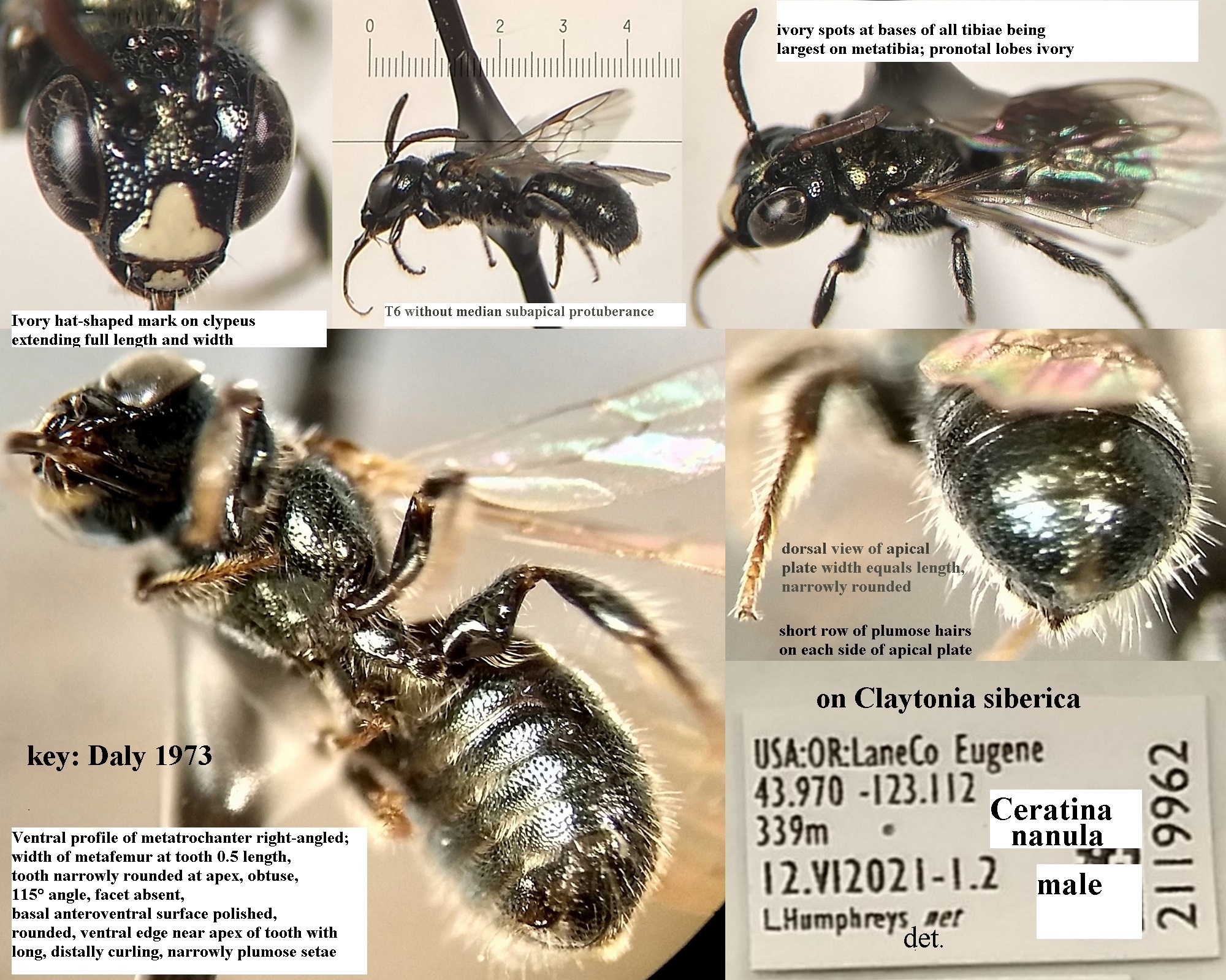 Ceratina nanula Cockerell, 1897