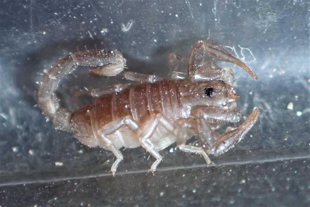 Northern Scorpion from Lassen County, CA, USA on September 16, 2021 at ...