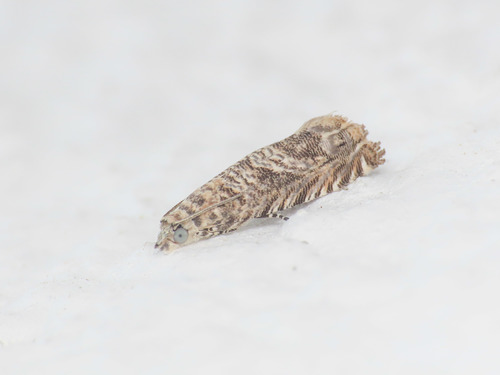 Selania capparidana · iNaturalist