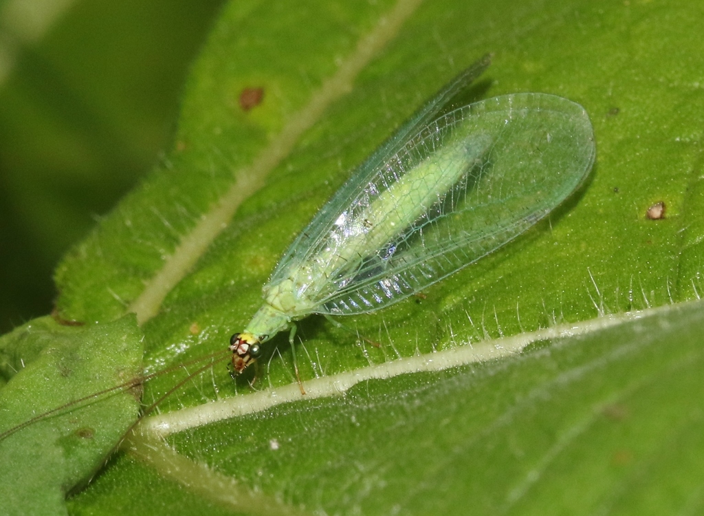 Chrysopa oculata from Patagonia, AZ 85624, USA on September 05, 2021 at ...