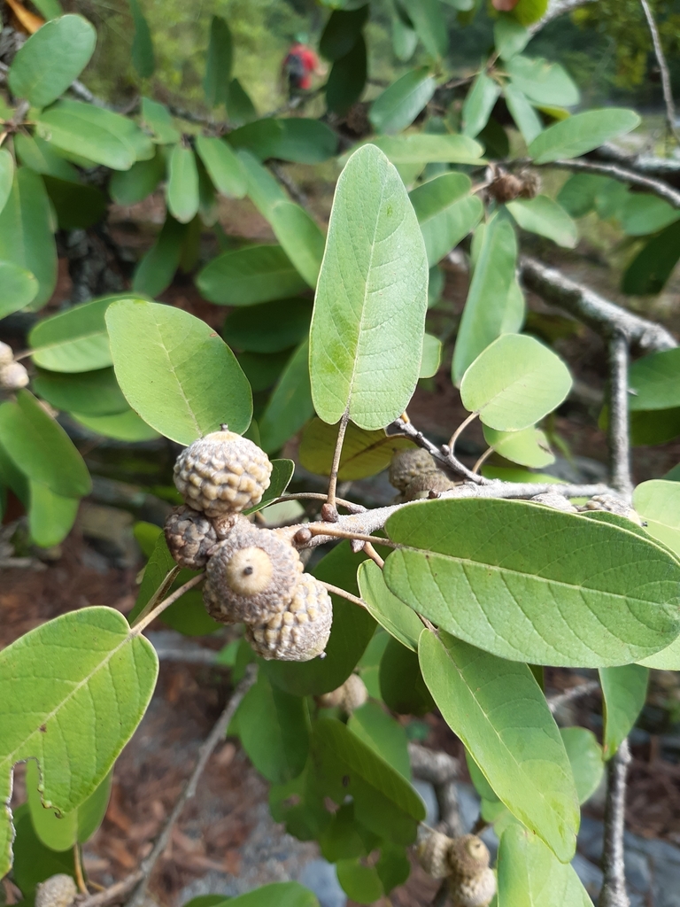 Mexican White Oak (Quercus polymorpha) - Botanical Realm