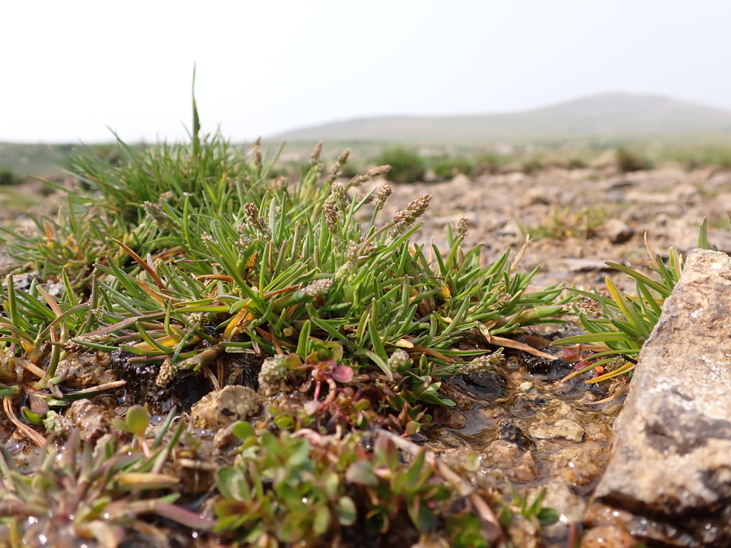 Ice Grass from Line Plateau, Beartooth Mountains, Montana, United ...