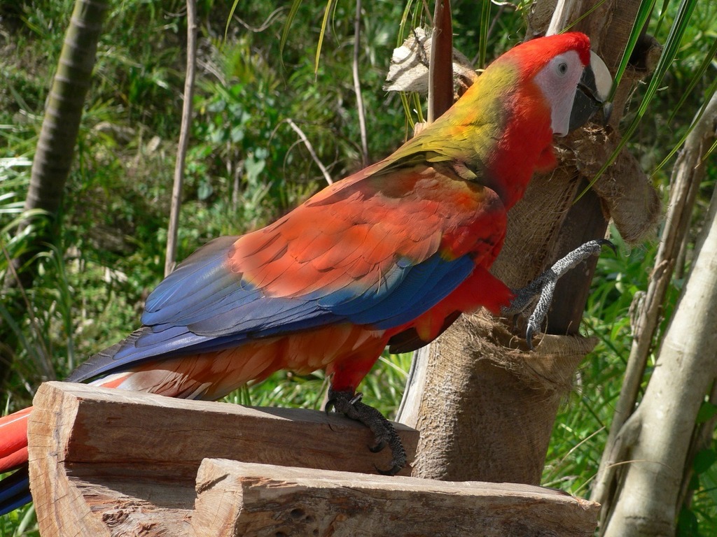 Cuban Macaw (Ara tricolor) - Avian Discovery
