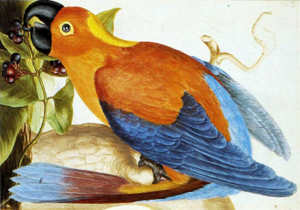 Cuban Macaw (Ara tricolor) - Avian Discovery