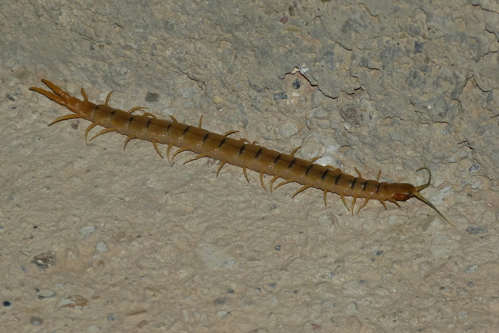 Giant Centipedes from Khorasan septentrional, Iran on May 18, 2013 at ...