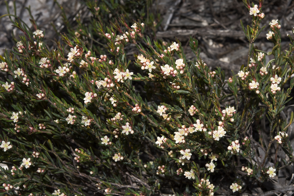 Monotaxis grandiflora from Lesueur National Park, Hill River WA 6521 ...