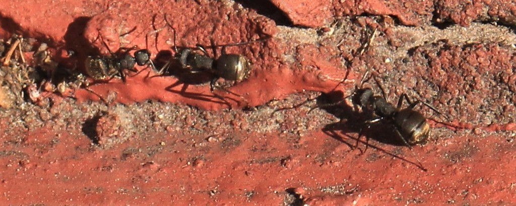 Camponotus mus from Villa Luro, CABA, Argentina on September 15, 2021 ...